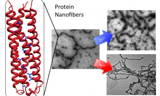 Nanotechnology Now - Press Release: Nanofiber Breakthrough Holds ...